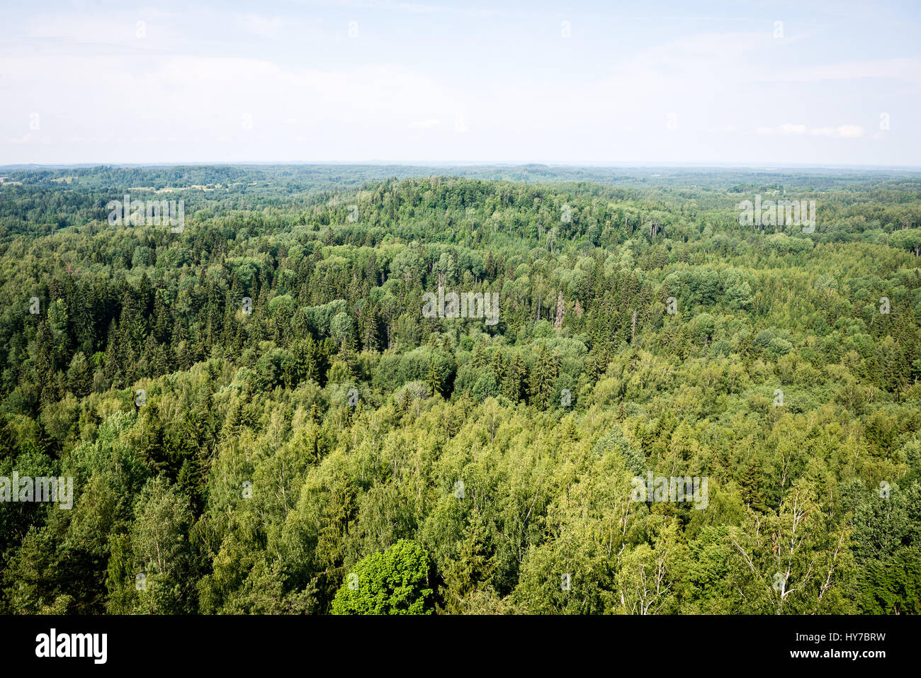 panoramic view of misty green forest. far horizon Stock Photo - Alamy