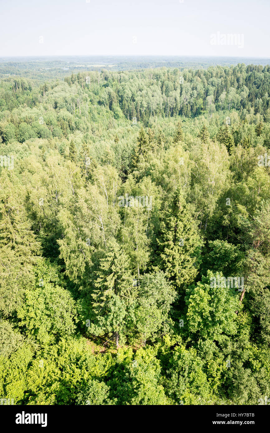 panoramic view of misty green forest. far horizon Stock Photo - Alamy