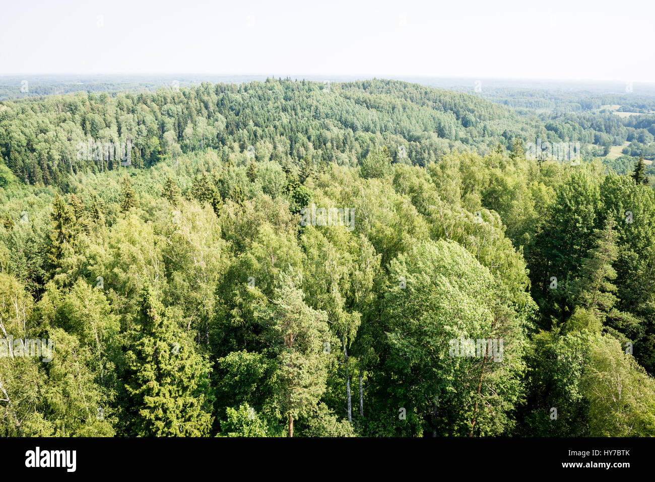 panoramic view of misty green forest. far horizon Stock Photo - Alamy