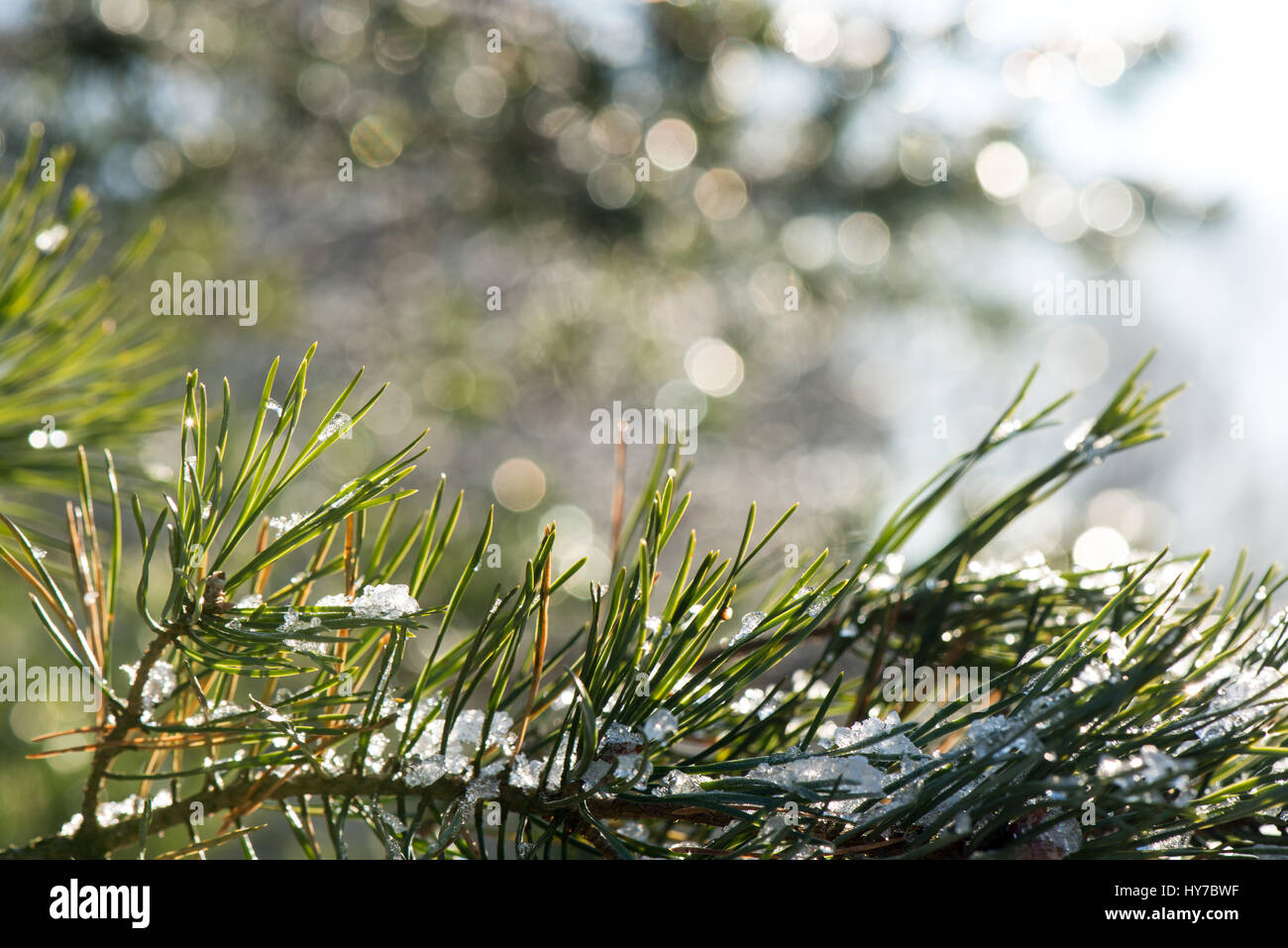spruce tree in winter with abstract blur boke in bright sunlight Stock ...