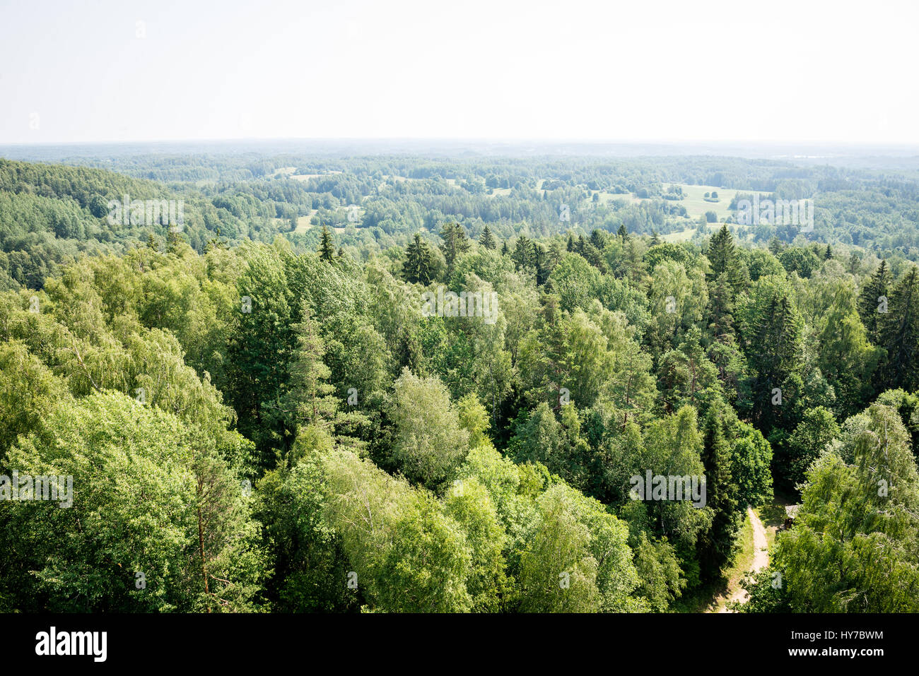 panoramic view of misty green forest. far horizon Stock Photo - Alamy