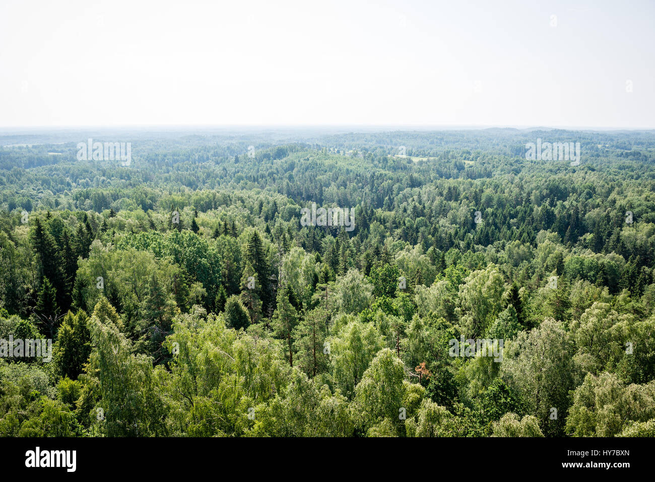 panoramic view of misty green forest. far horizon Stock Photo - Alamy