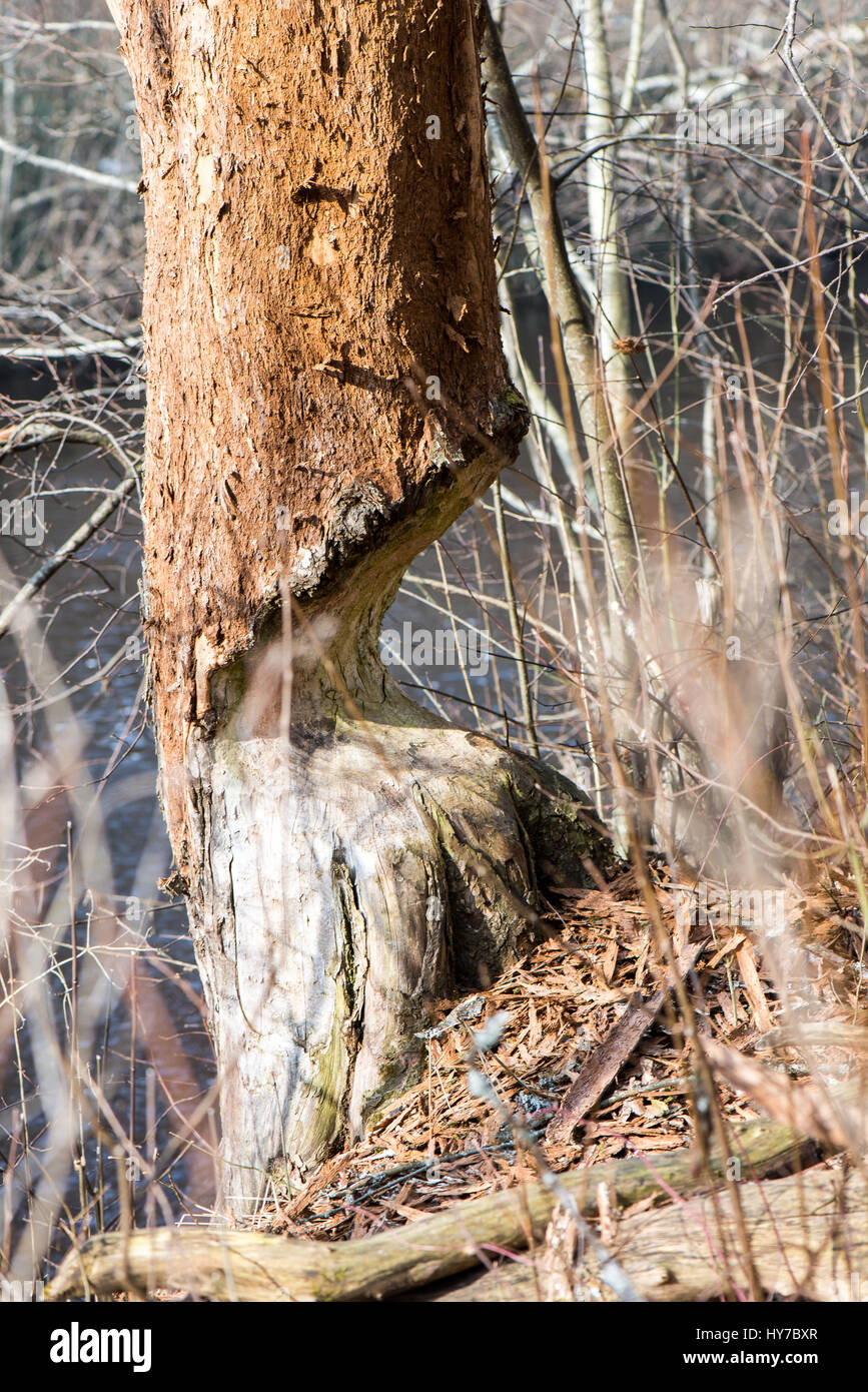 forest textured background of trees and land Stock Photo - Alamy