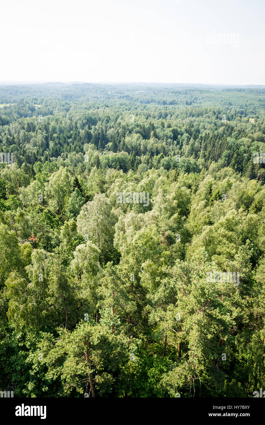 panoramic view of misty green forest. far horizon Stock Photo - Alamy