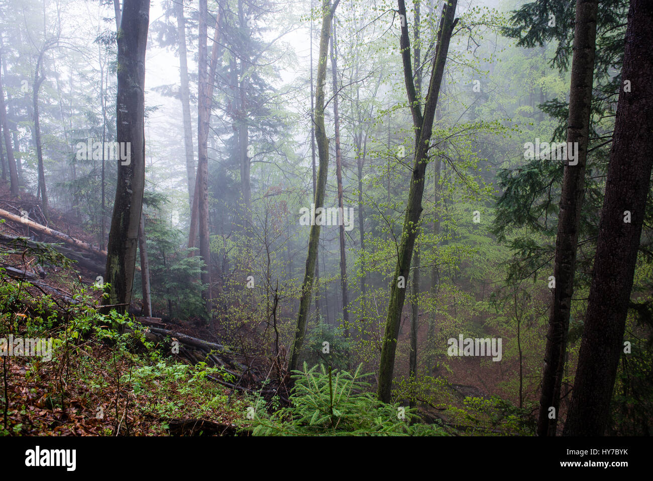 misty autumn forest trees. nature green wood sunlight backgrounds Stock ...
