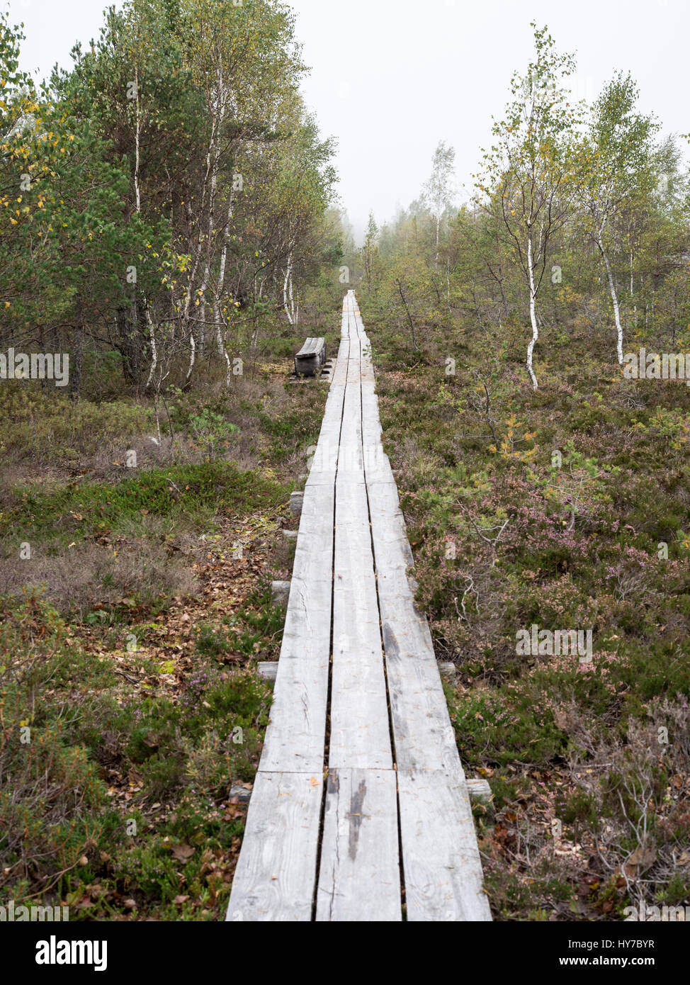 wooden footbridge in the bog in the countryside Stock Photo - Alamy