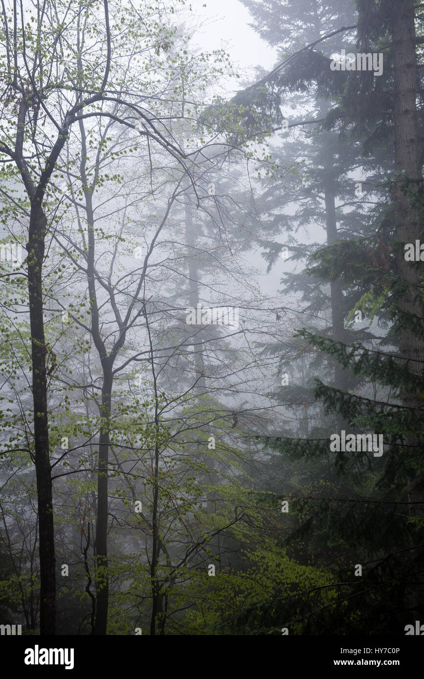 misty autumn forest trees. nature green wood sunlight backgrounds Stock ...