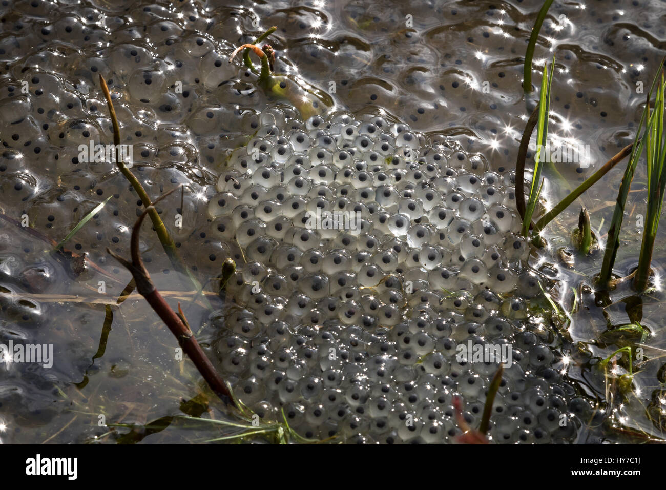 Newly laid frog eggs from European common brown frog, Rana temporaria ...