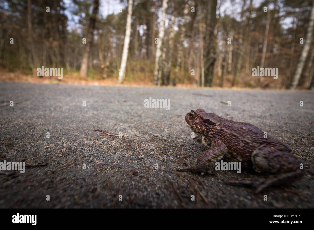 Small toad in danger on a road. Common toad, Bufo bufo, on its way to ...