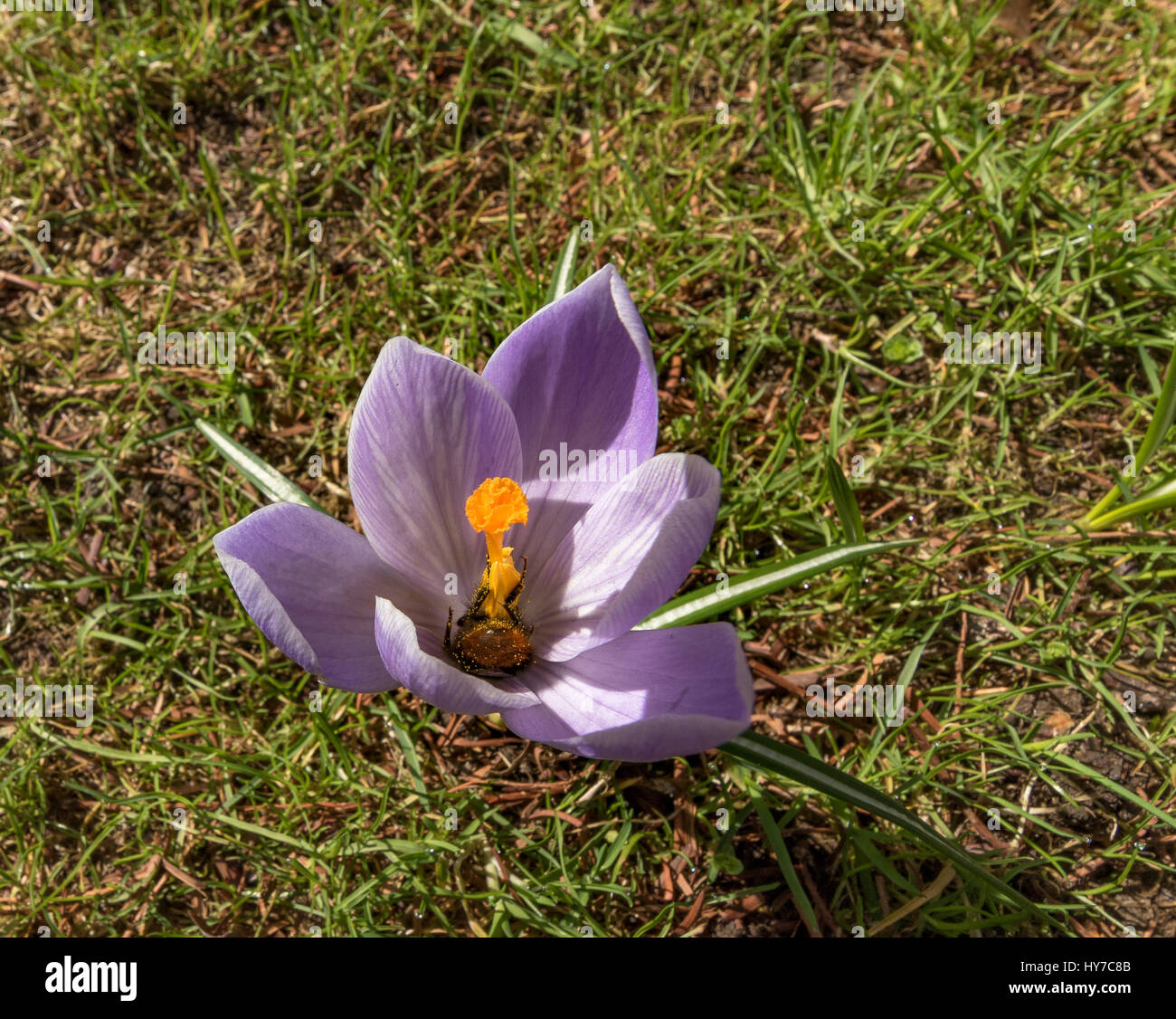 Early-nesting bumblebee butt in a crocus flower covered in pollen Stock ...