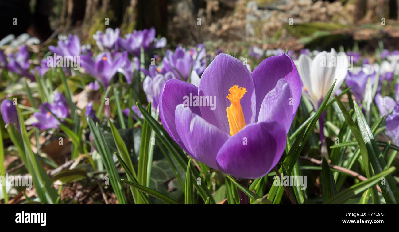 Colorful crocus on a meadow in spring, Norway Stock Photo - Alamy