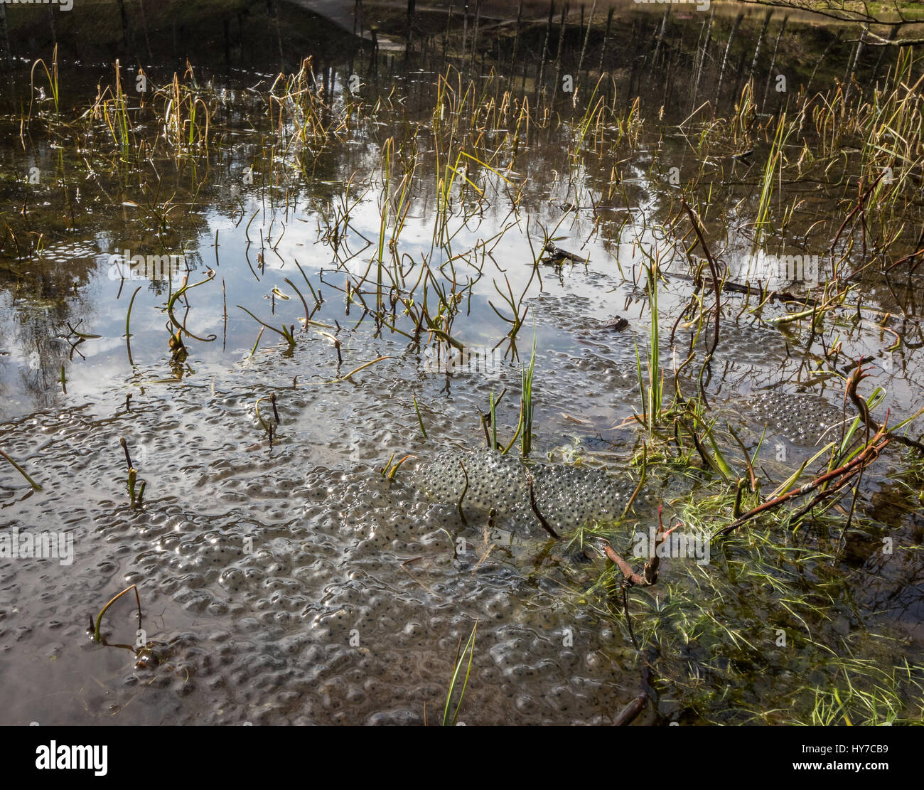 Newly laid frog eggs from European common brown frog, Rana temporaria ...