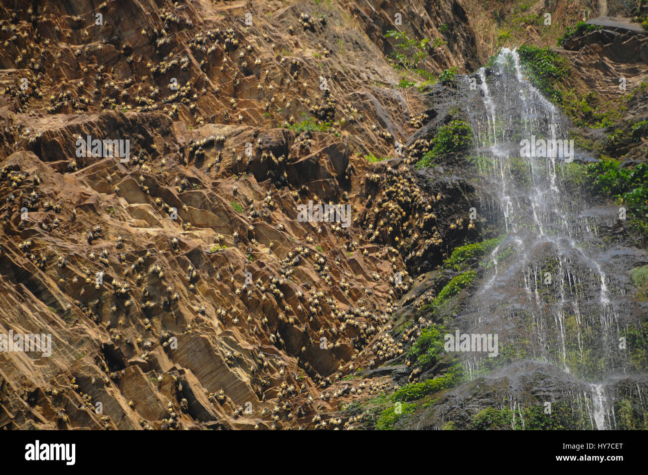 Ghana flora hi-res stock photography and images - Alamy