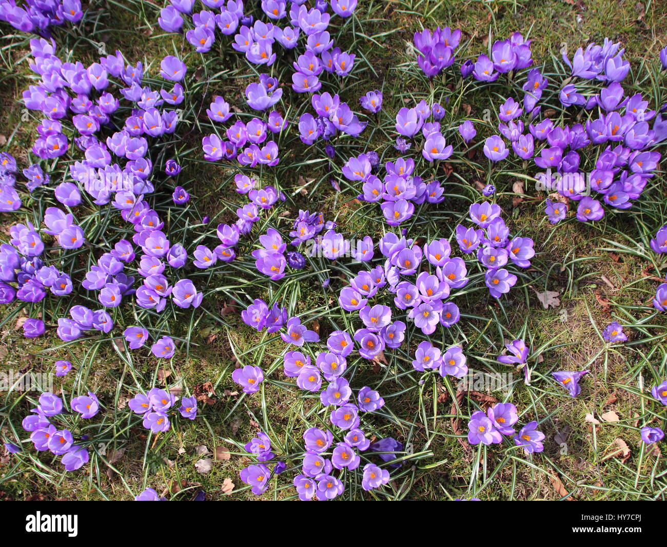 Spring Flower Bed with Purple Hyacinth Background Stock Photo - Alamy