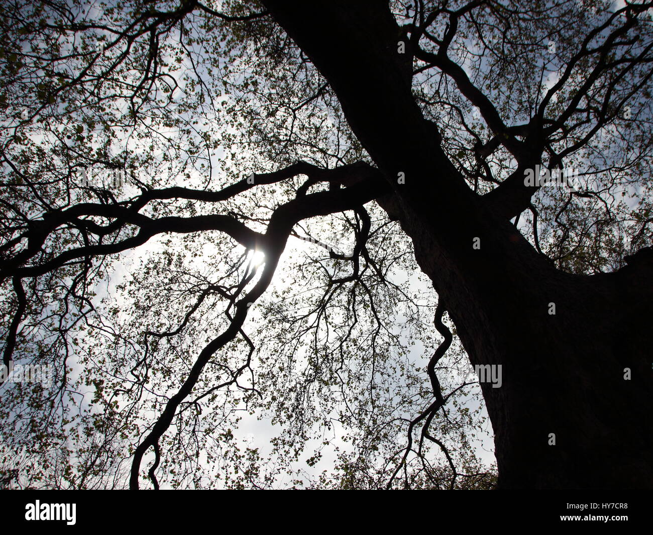 Abstract of Large Park Tree in Back of Light Background Stock Photo - Alamy