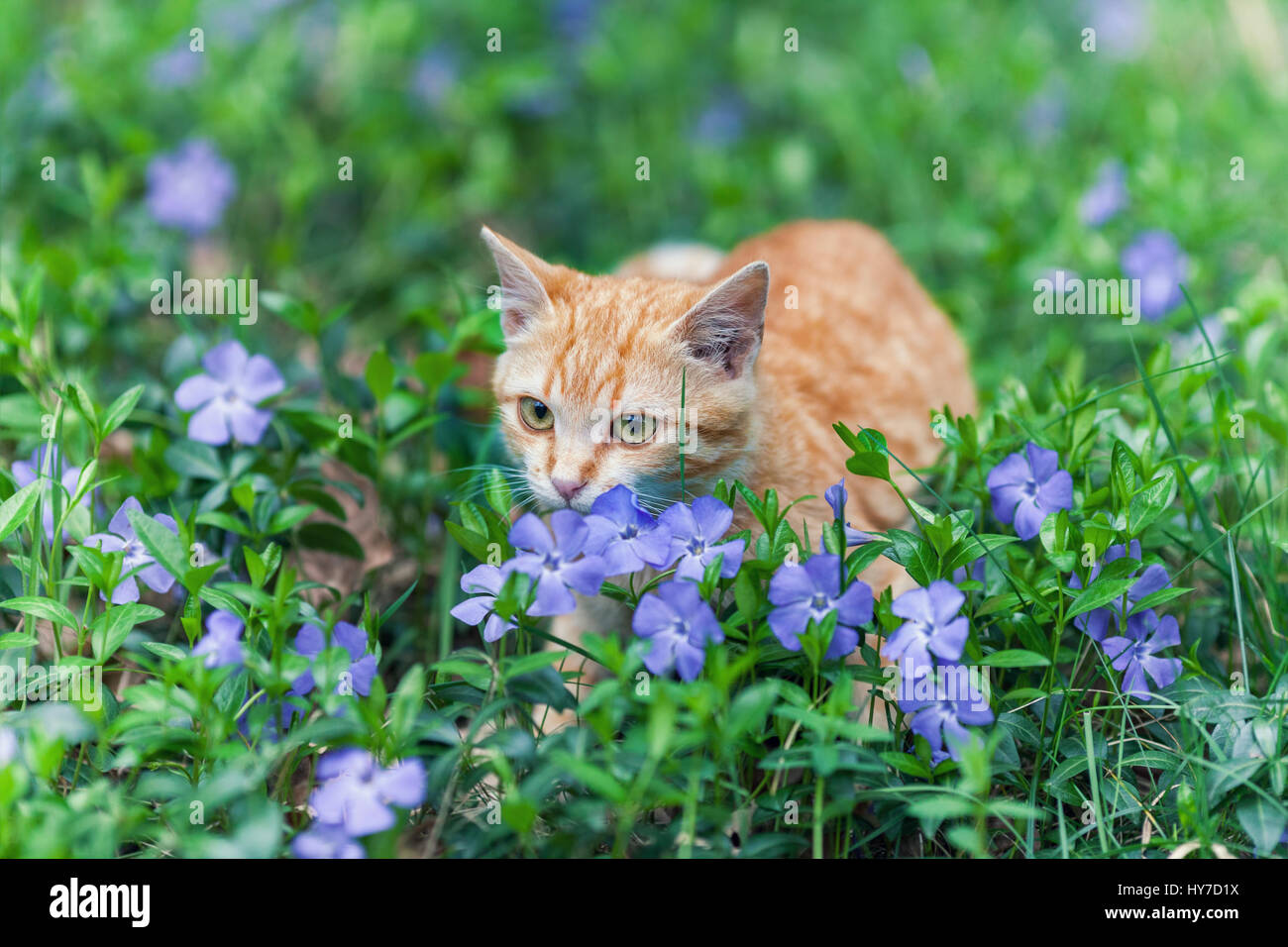 Cute red cat lying on the periwinkle lawn Stock Photo - Alamy