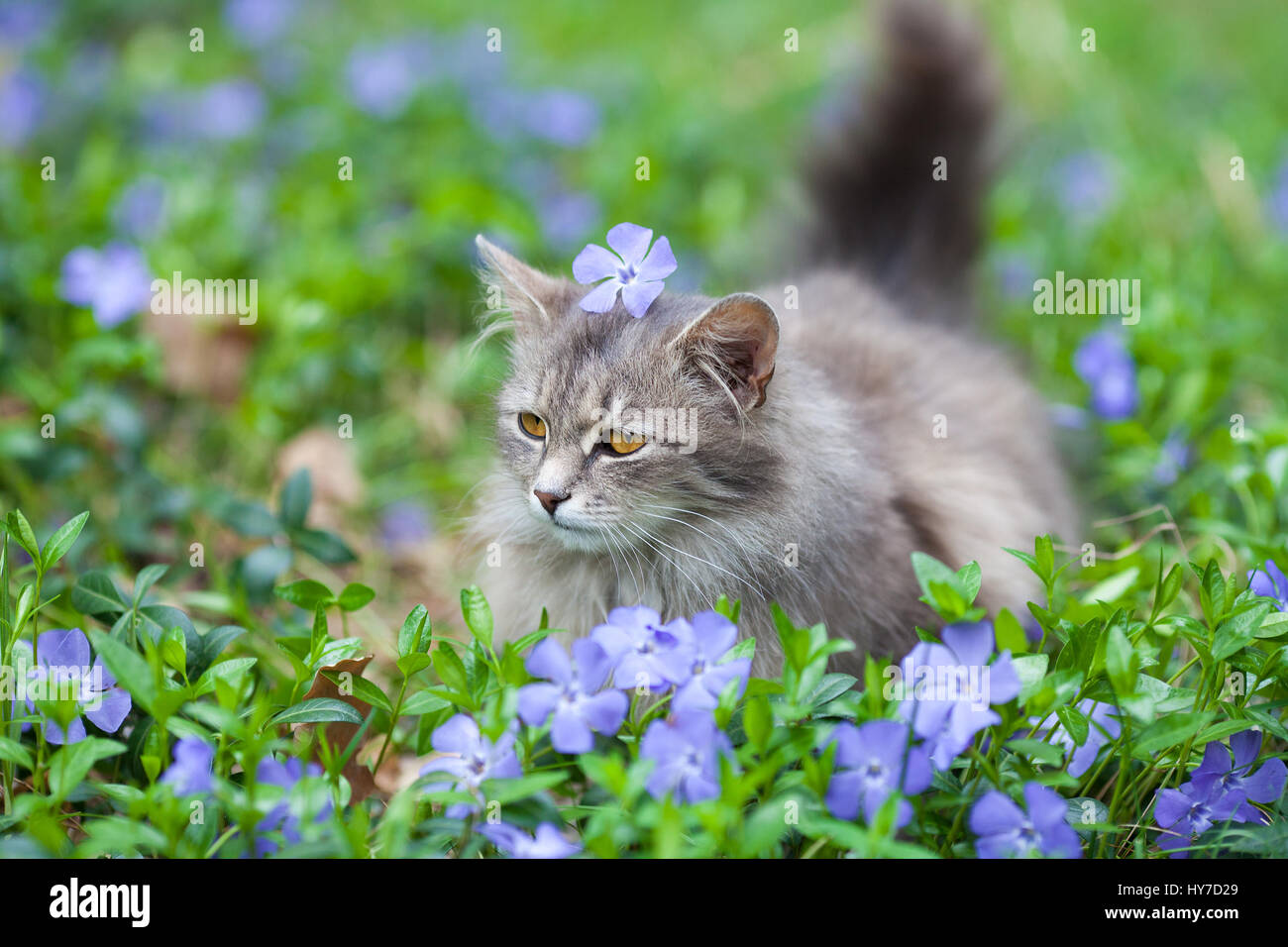 Cute siberian cat lying on the periwinkle lawn with flower on the head ...