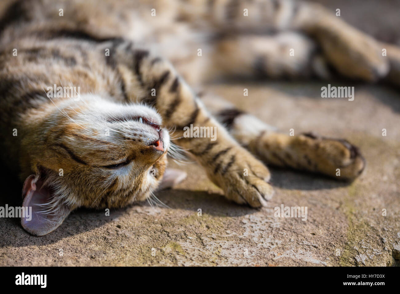 Portrait of a happy sleeping cat Stock Photo - Alamy