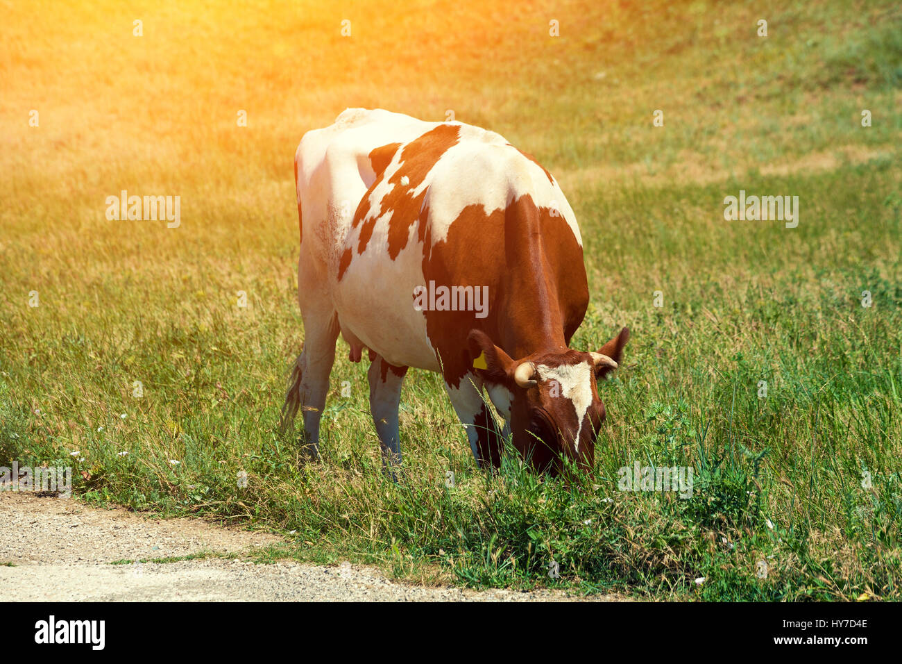 Cow green grass field farm cloud farmland hi-res stock photography and ...