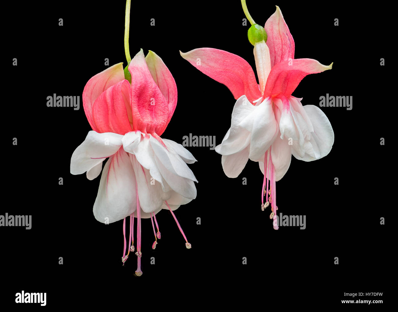 Tuberose cutout hi-res stock photography and images - Alamy