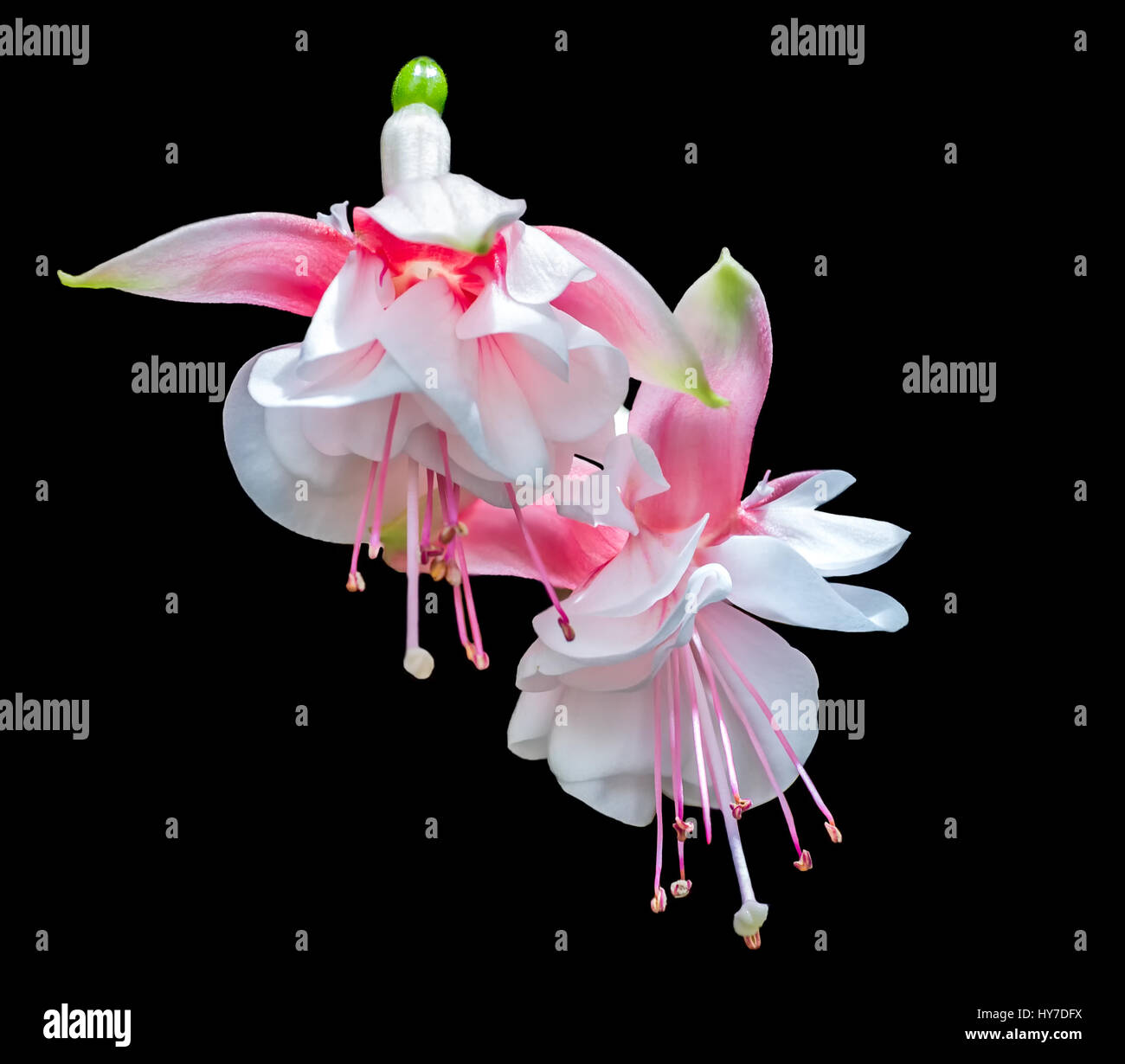 Tuberose cutout hi-res stock photography and images - Alamy