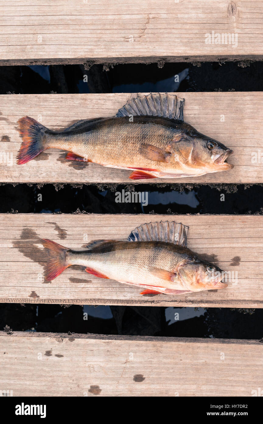 Scottish angler hi-res stock photography and images - Alamy