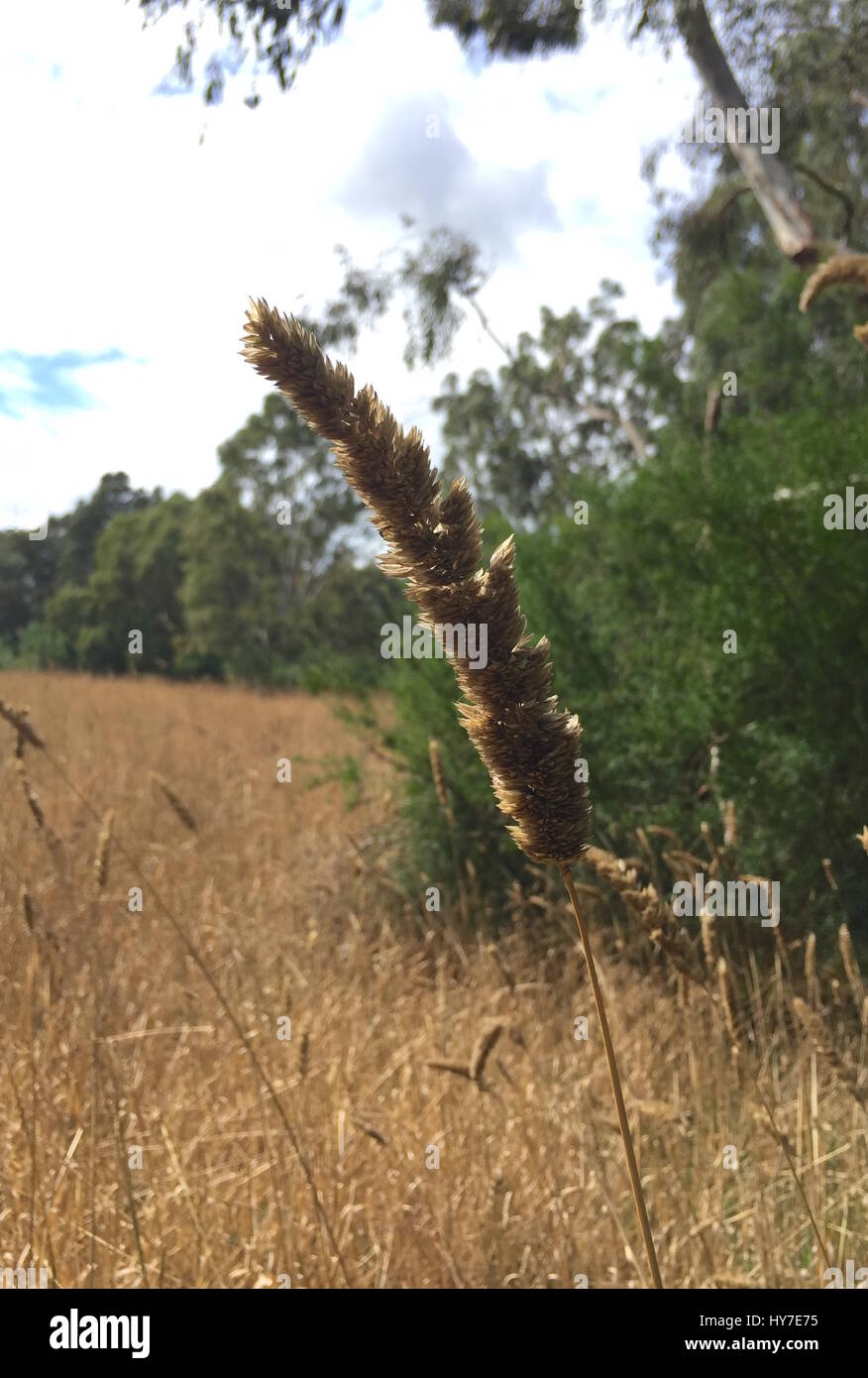 Summer grass on a hot dry day near the billabong in Australia Stock ...