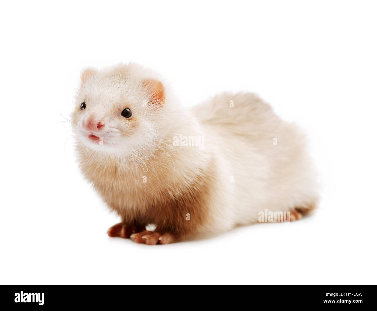 Cute red ferret isolated on white background Stock Photo - Alamy