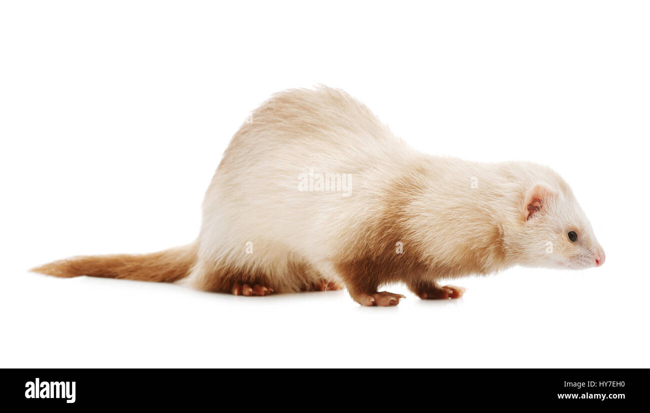 Cute red ferret isolated on white background Stock Photo - Alamy