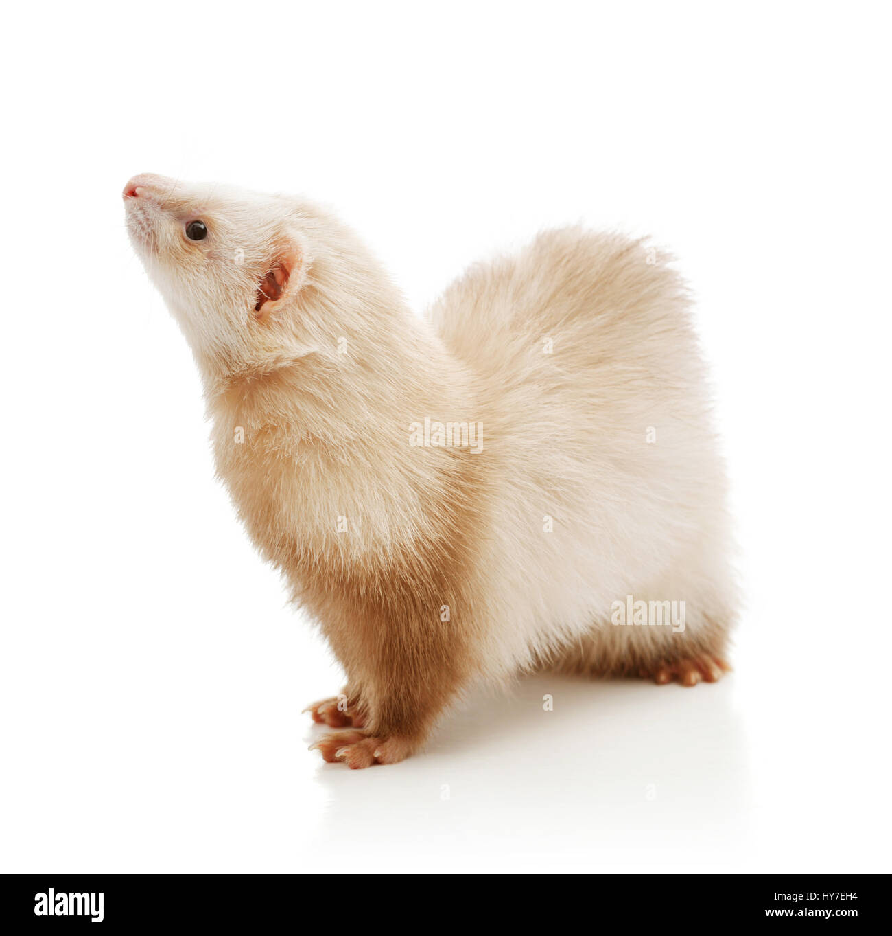Cute red ferret isolated on white background Stock Photo - Alamy