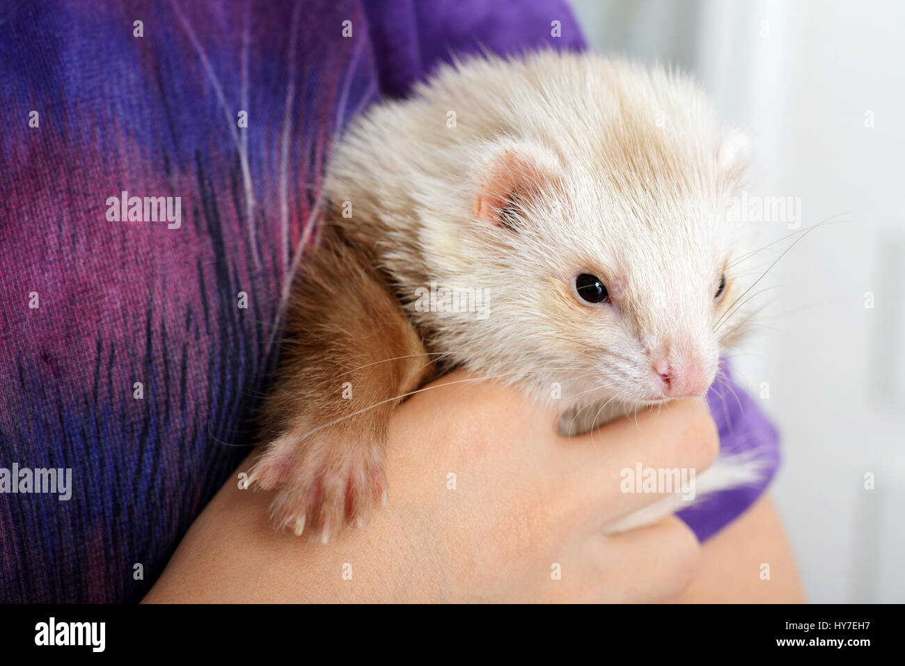 Cute red ferret in hands of young woman close up Stock Photo - Alamy