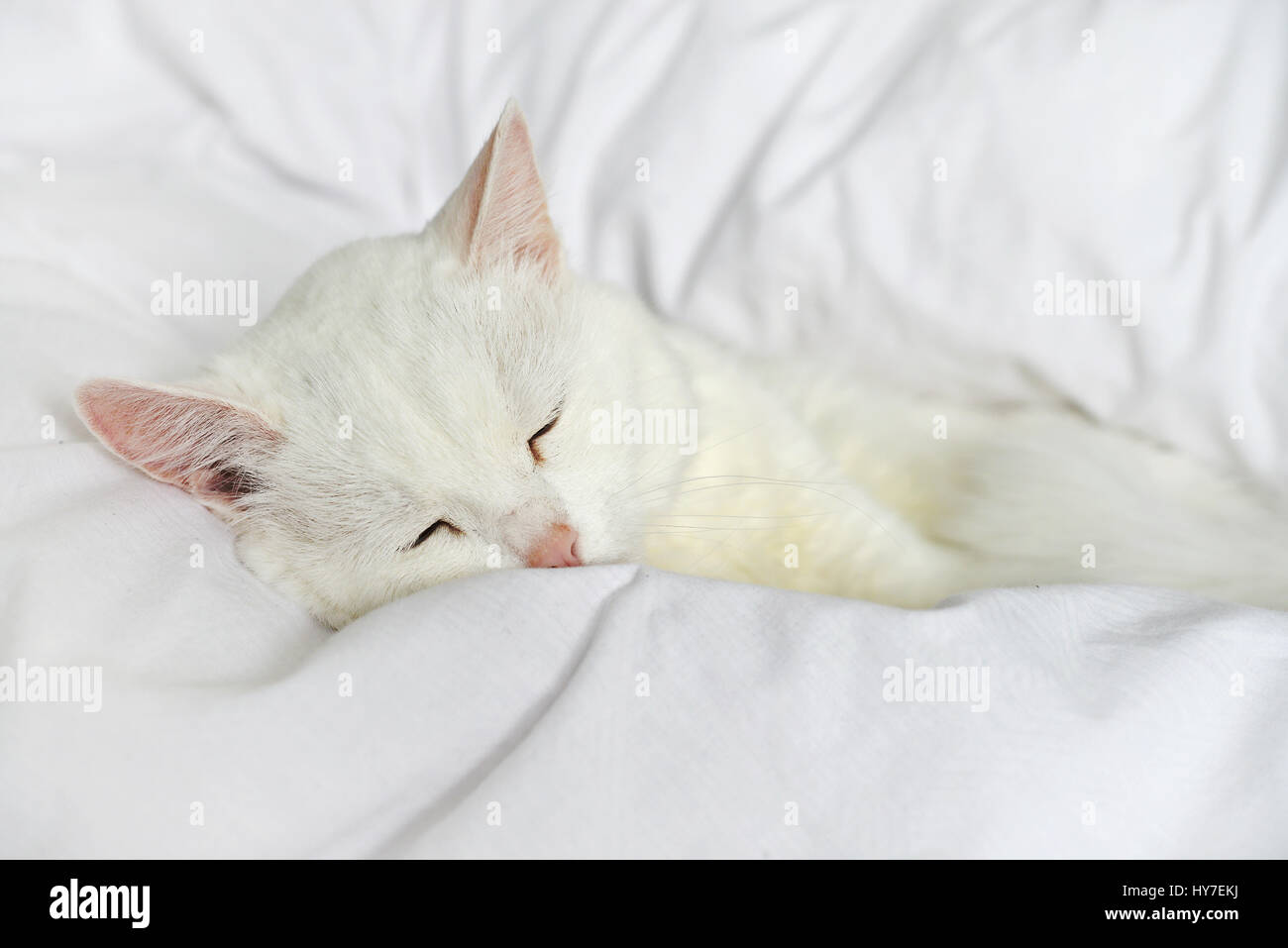 Pure white cat sleeping on bed with white bedding closeup Stock Photo ...