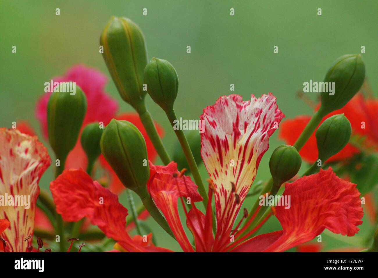 Saipan national flower hi-res stock photography and images - Alamy