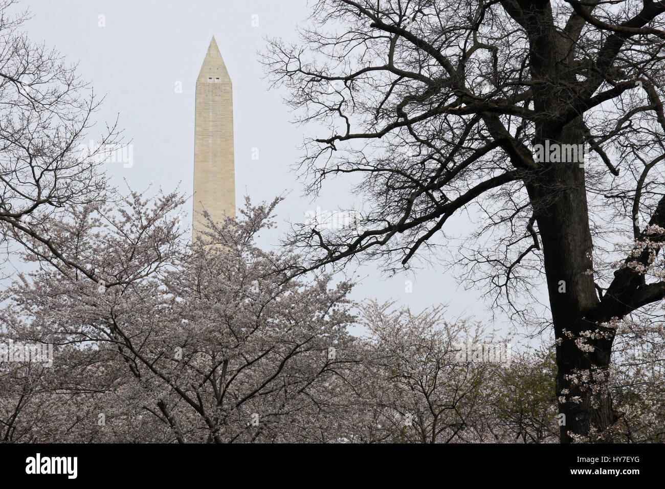 Washington Monument and cherry trees in bloom, Washington, DC Stock ...