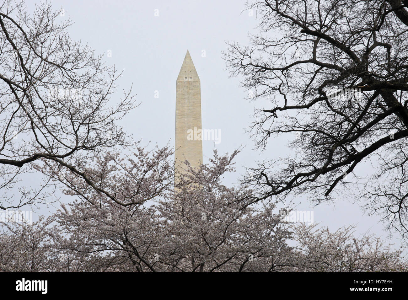 Washington Monument and cherry trees in bloom, Washington, DC Stock ...