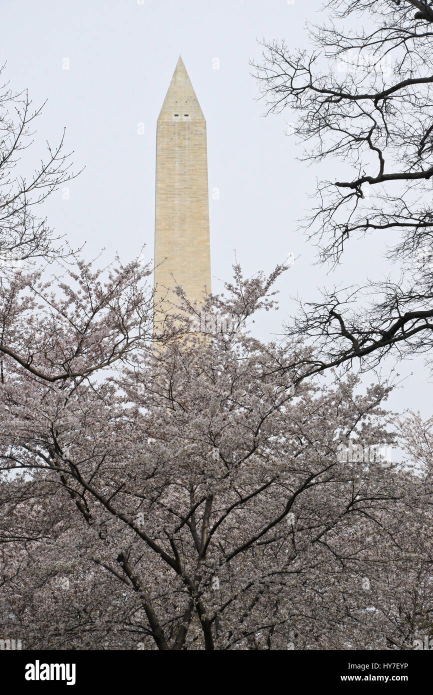Washington Monument and cherry trees in bloom, Washington, DC Stock ...