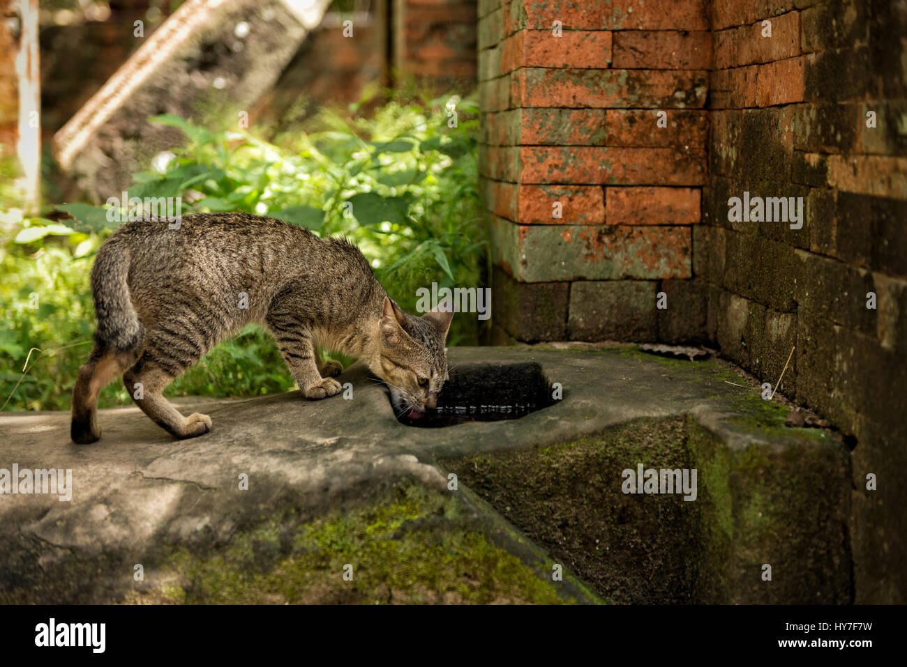 Feral cat drinking water Stock Photo - Alamy