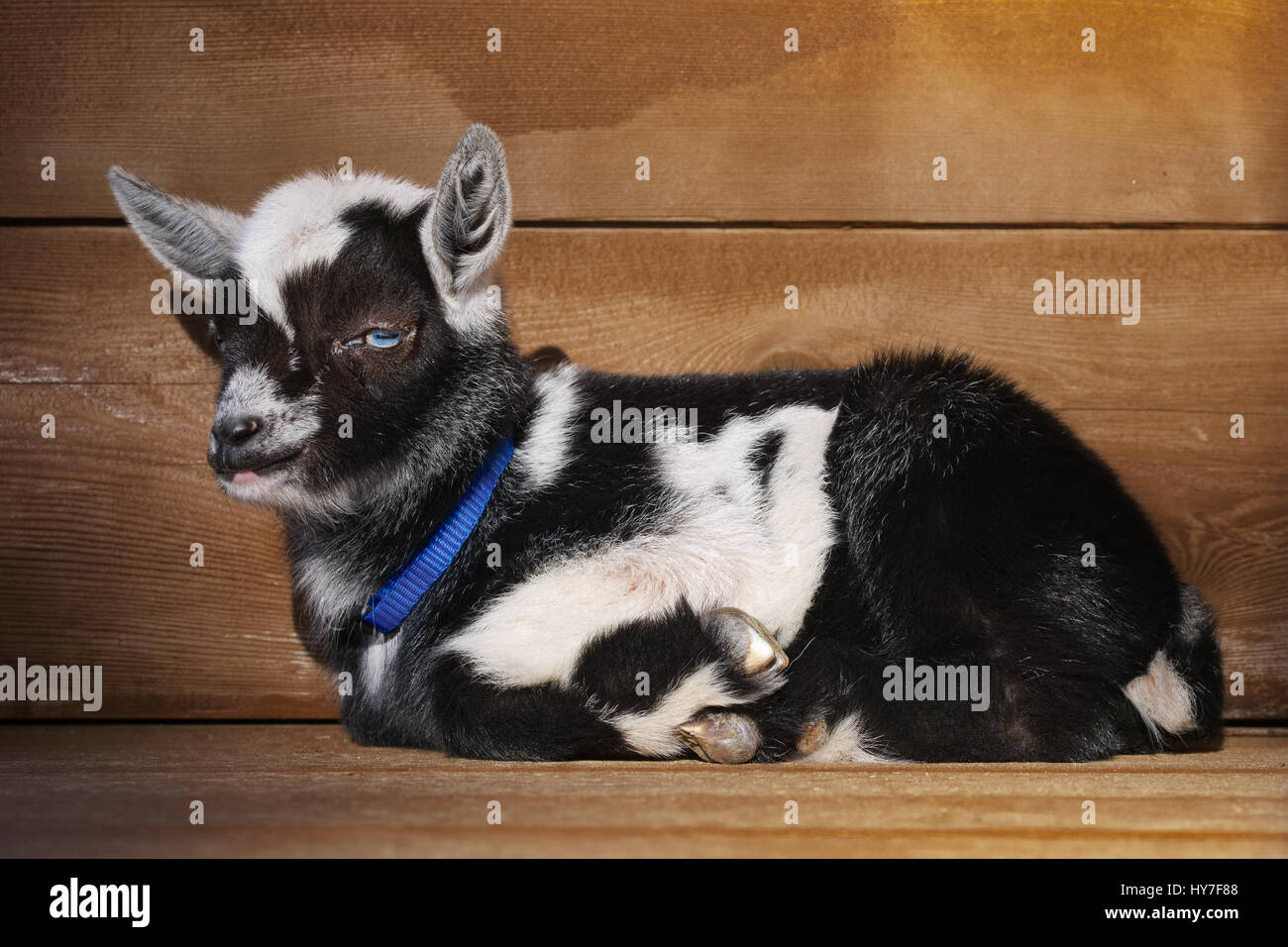 baby nigerian dwarf goat lying down. One week old male Stock Photo - Alamy