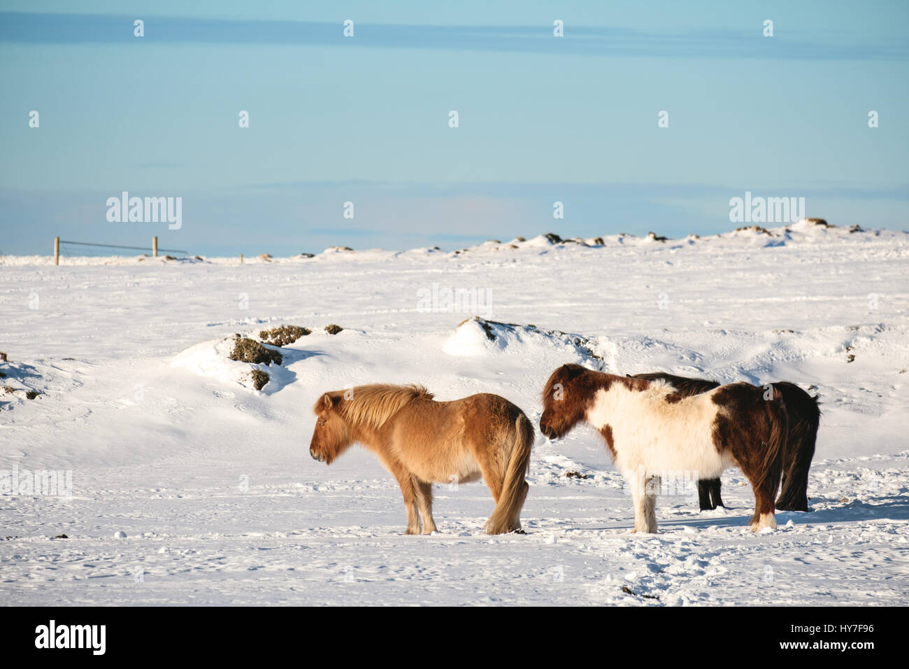 Pony horses standing in winter Stock Photo - Alamy