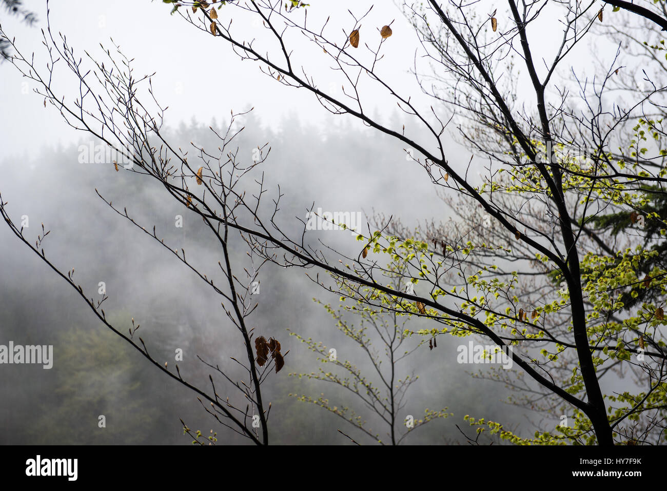 misty autumn forest trees. nature green wood sunlight backgrounds Stock ...