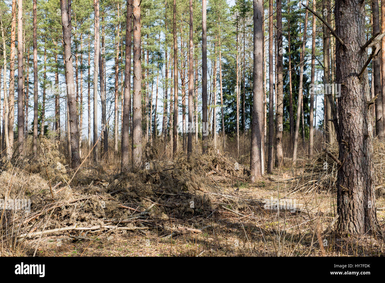 forest textured background of trees and land Stock Photo - Alamy