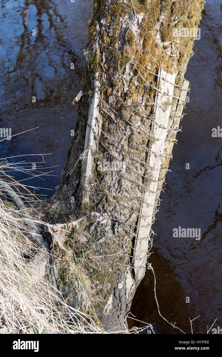 scenic spring colored river in country with trees and reflections Stock ...