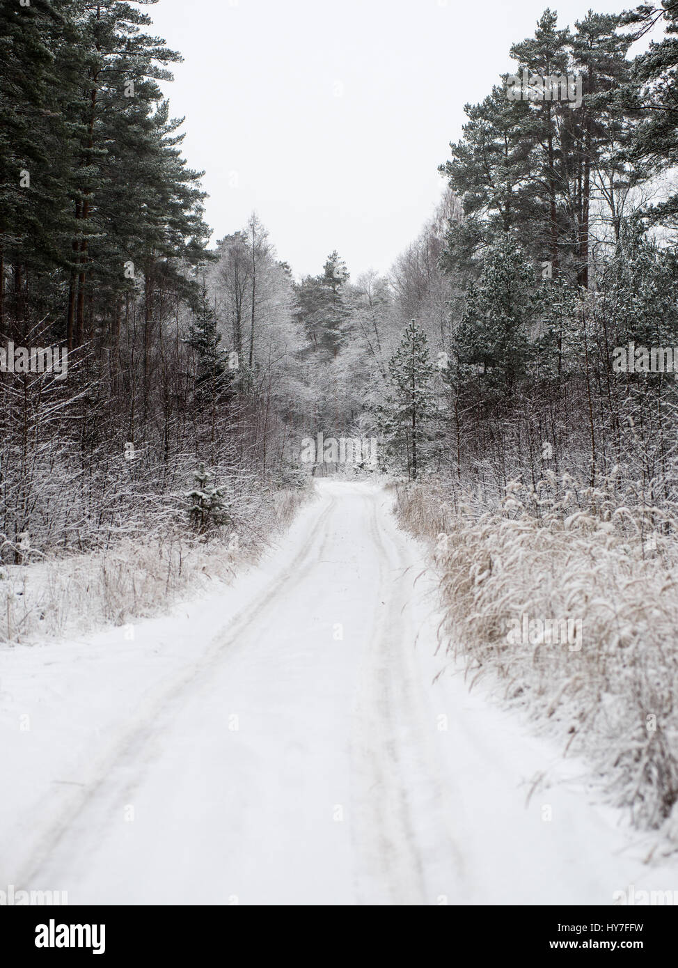 empty road in the countryside with trees in surrounding. perspective in ...