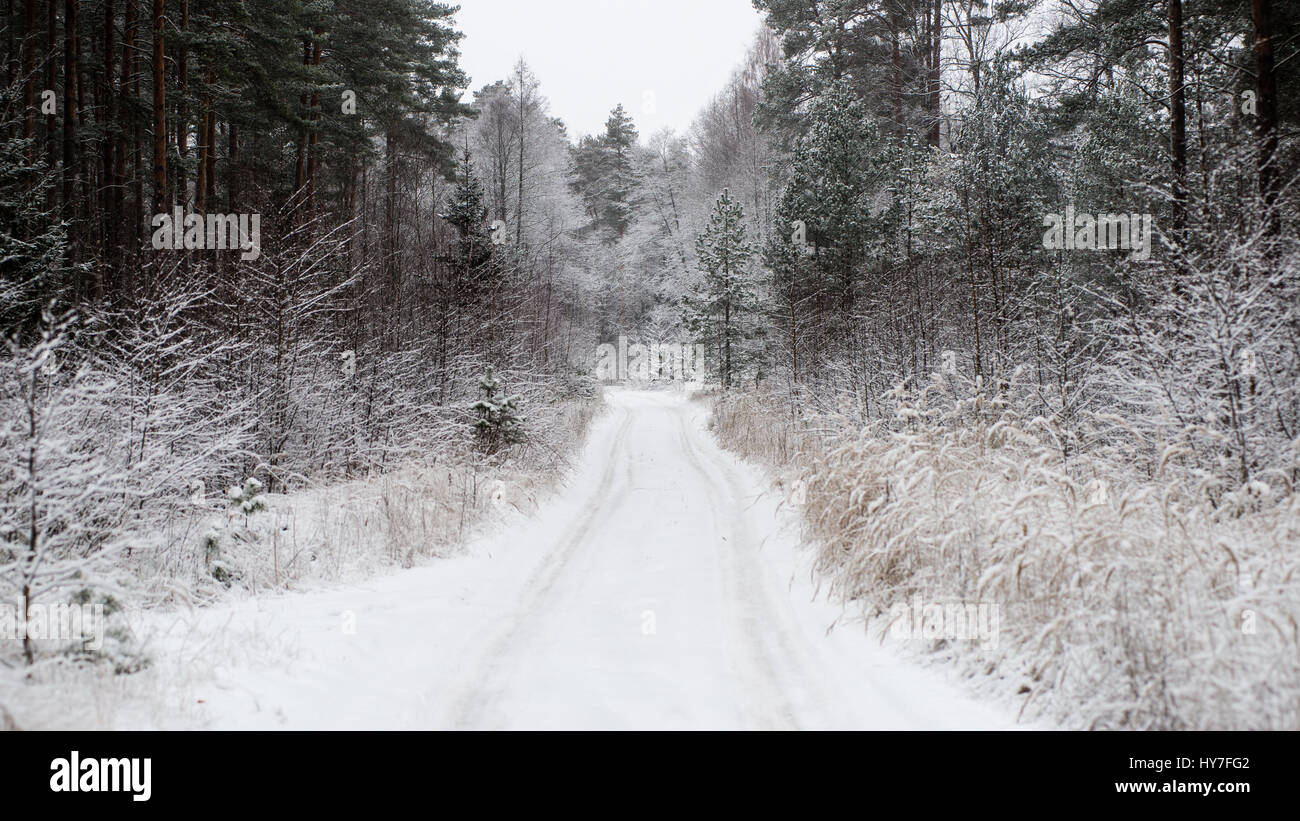 empty road in the countryside with trees in surrounding. perspective in ...