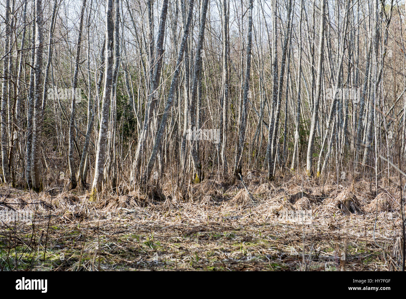 forest textured background of trees and land Stock Photo - Alamy