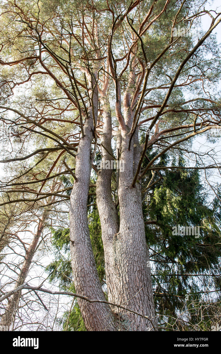 forest textured background of trees and land Stock Photo - Alamy
