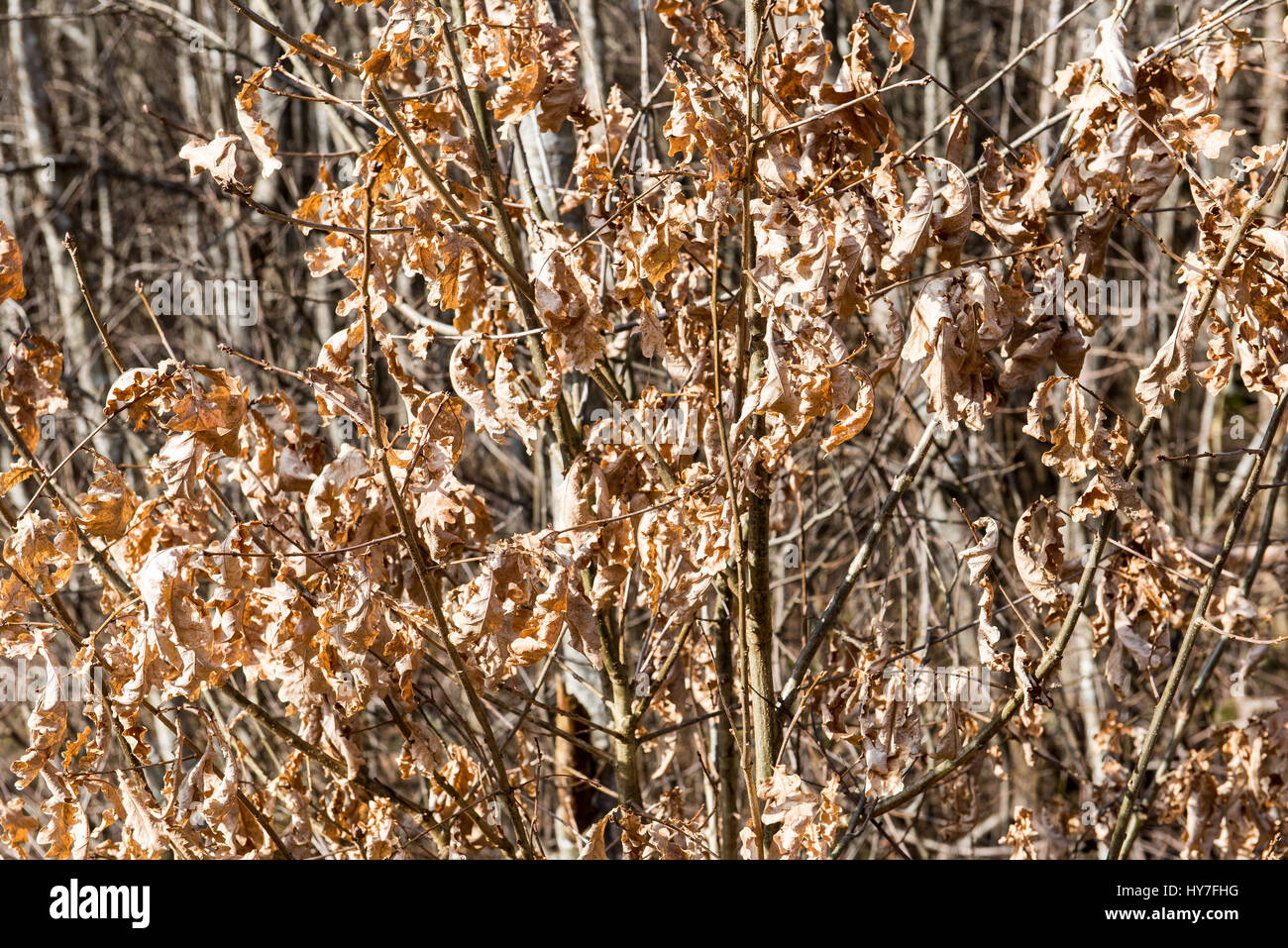 forest textured background of trees and land Stock Photo - Alamy