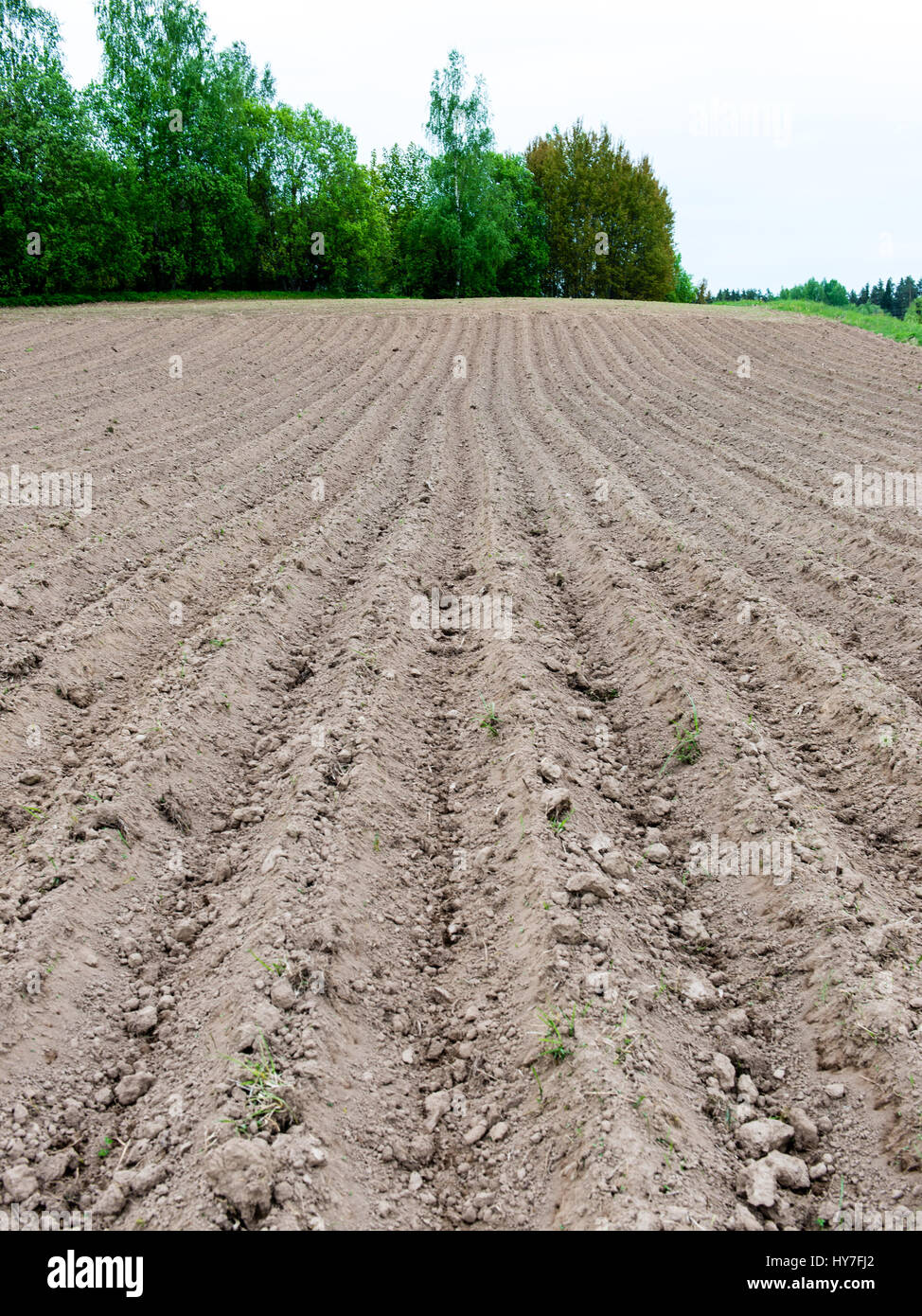 Background of newly plowed field ready for new crops. Ploughed field in ...