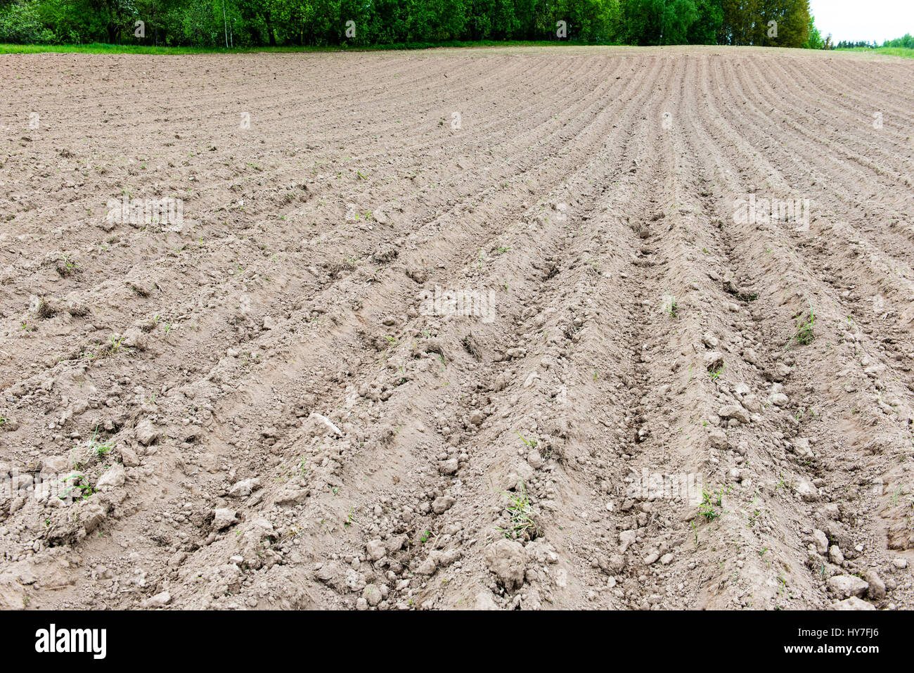 Background of newly plowed field ready for new crops. Ploughed field in ...