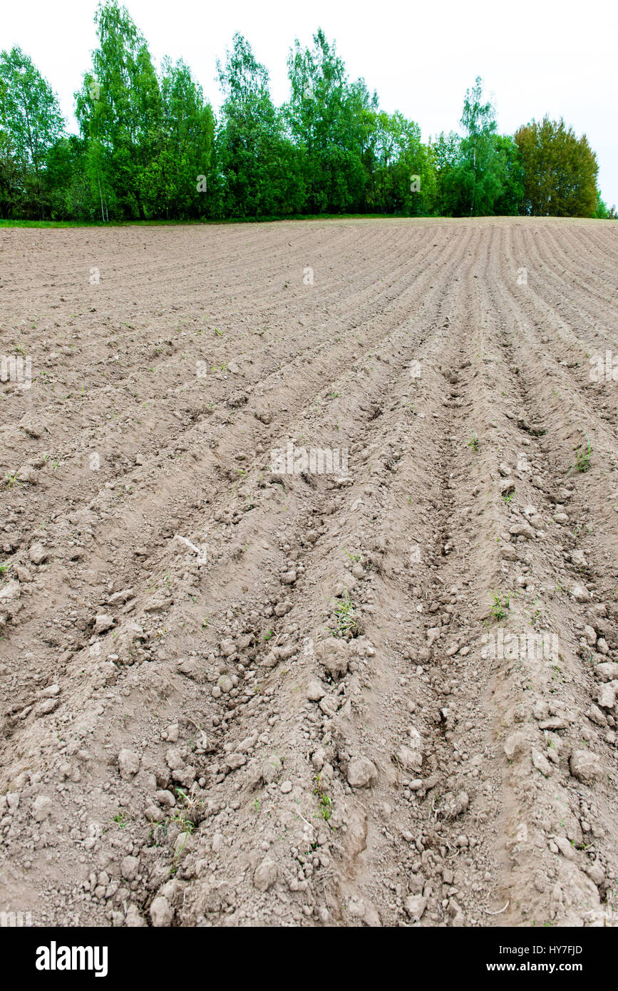 Background of newly plowed field ready for new crops. Ploughed field in ...